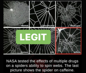 Did NASA give spiders drugs to see how they would affect web-spinning ...