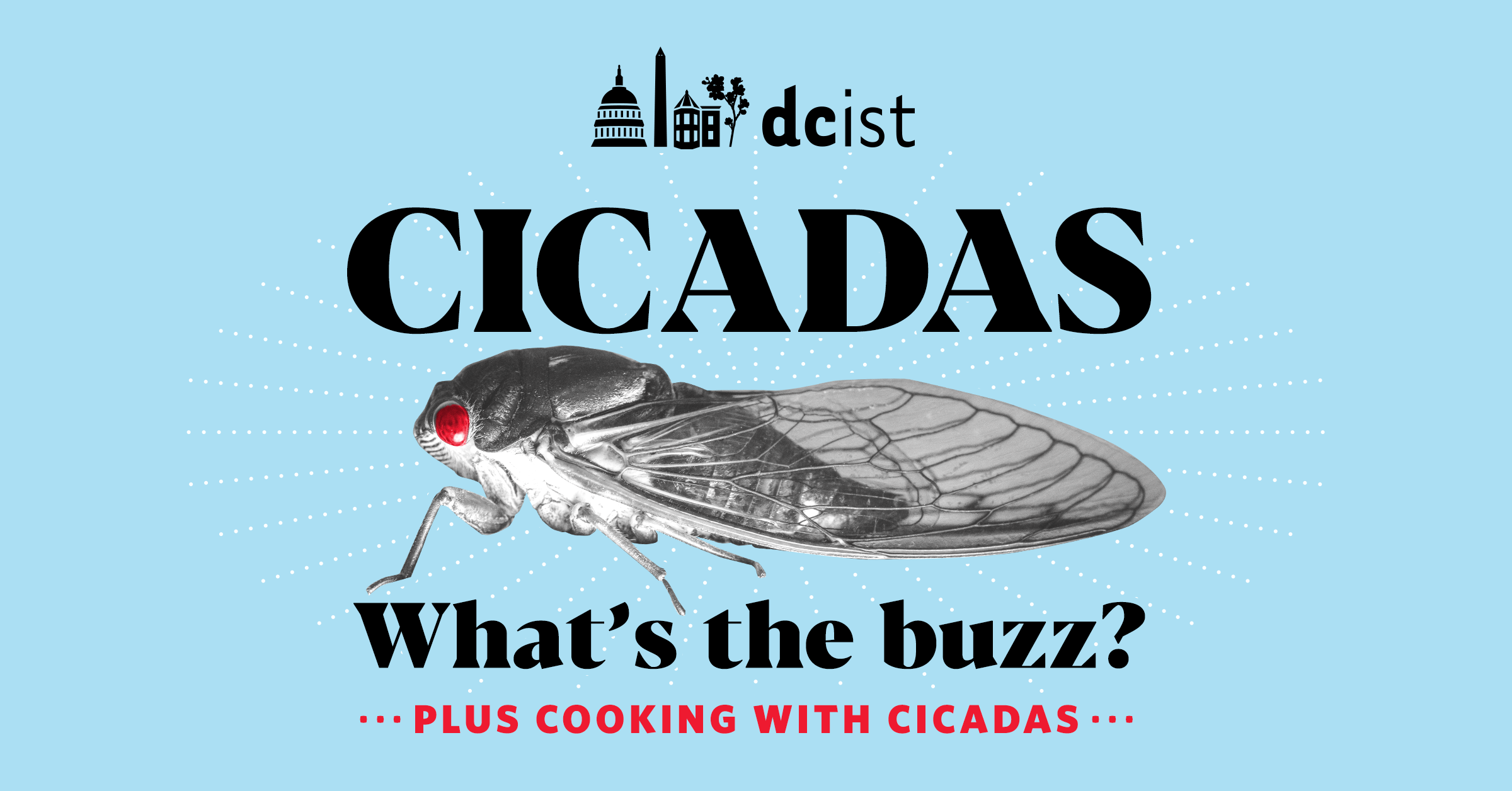 For this DC newsroom, cicadas were delicious content - Poynter